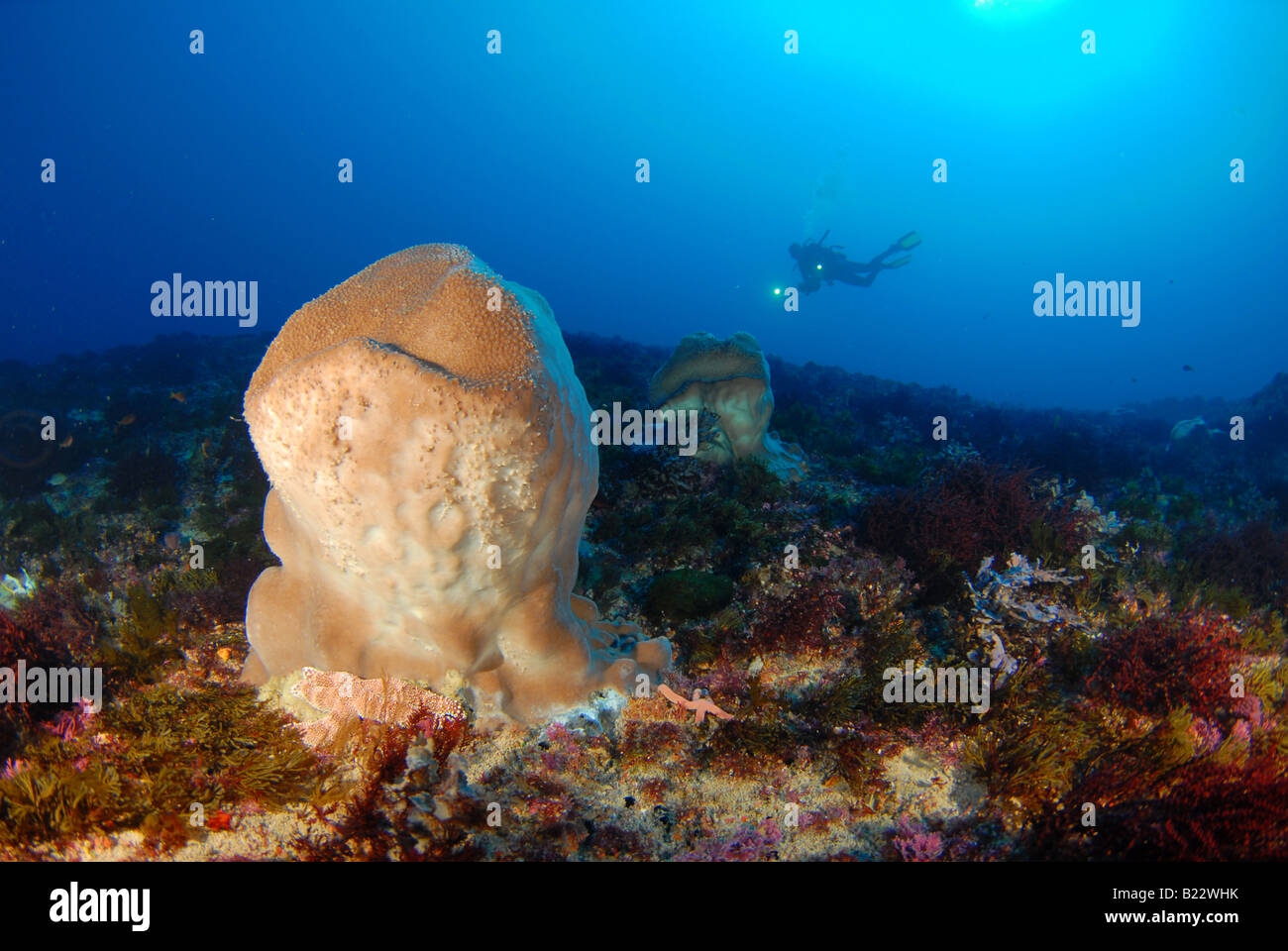 sponges Protea Banks South Africa Indian Ocean Stock Photo - Alamy