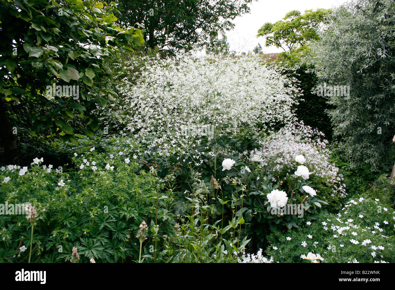 Crambe cordifolia hi-res stock photography and images - Alamy