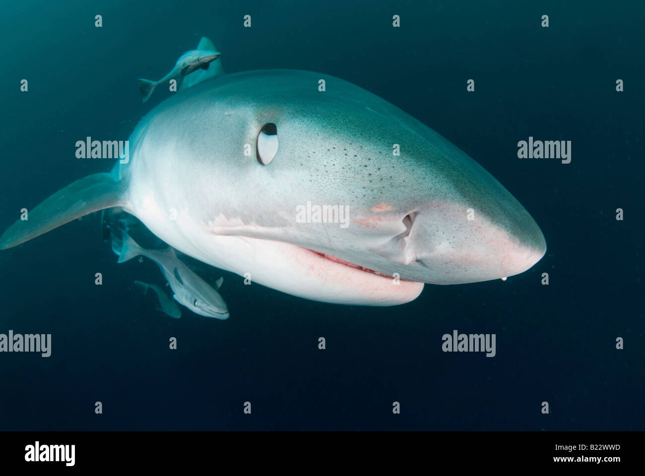 tiger shark Galeocerdo cuvier Aliwal Shoal Kwazulu Natal South Africa ...