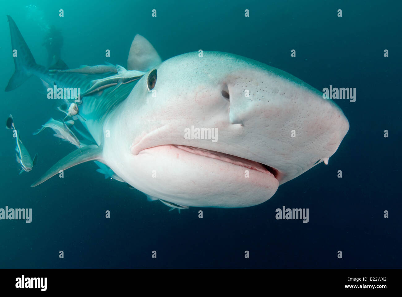 tiger shark Galeocerdo cuvier Aliwal Shoal Kwazulu Natal South Africa ...