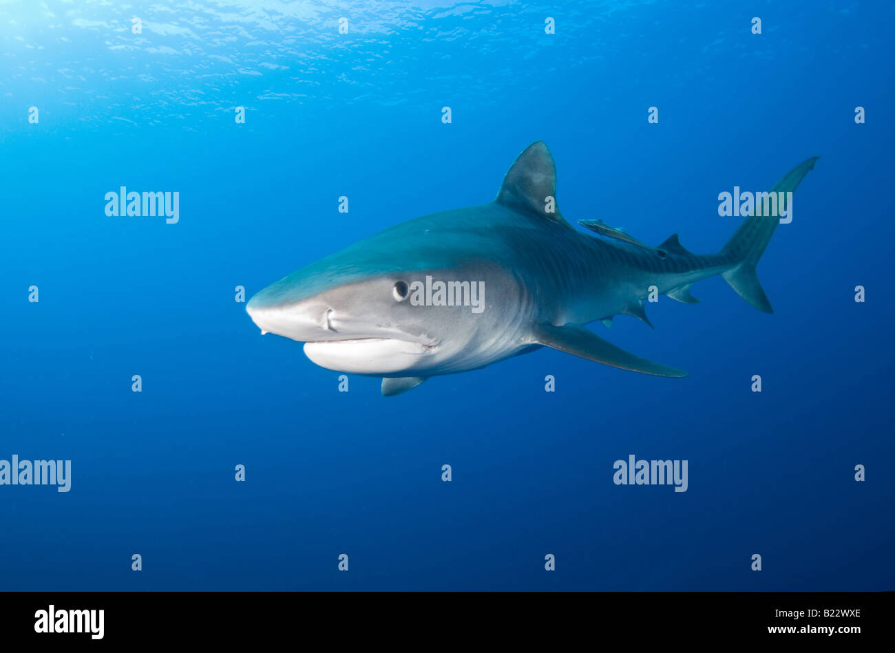tiger shark Galeocerdo cuvier Protea Banks South Africa Indian Ocean ...