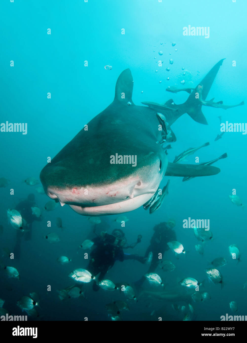Tiger shark galeocerdo cuvier aliwal hi-res stock photography and ...