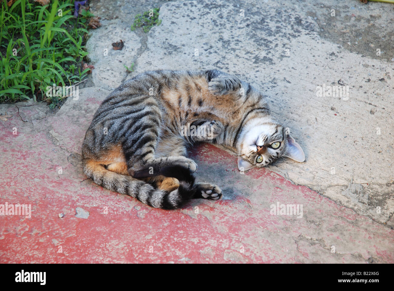 Tabby cat rolling on pavement hi-res stock photography and images - Alamy