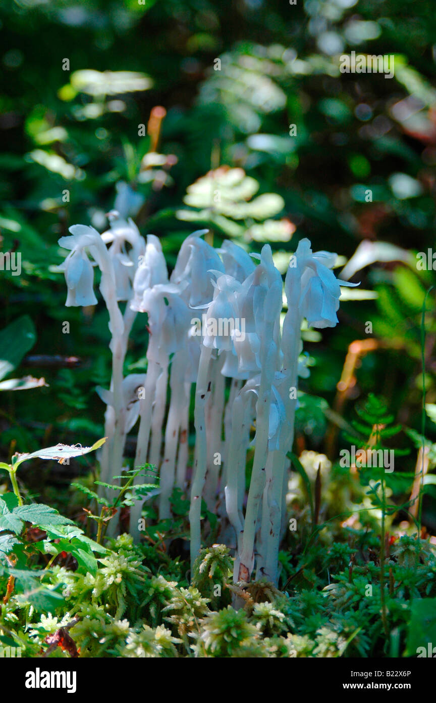 Indianpipe hi-res stock photography and images - Alamy