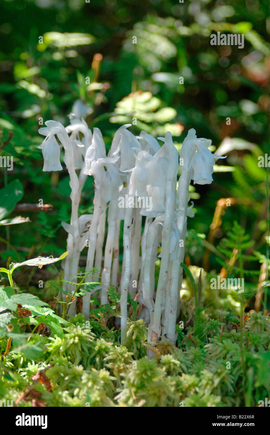 Indianpipe hi-res stock photography and images - Alamy