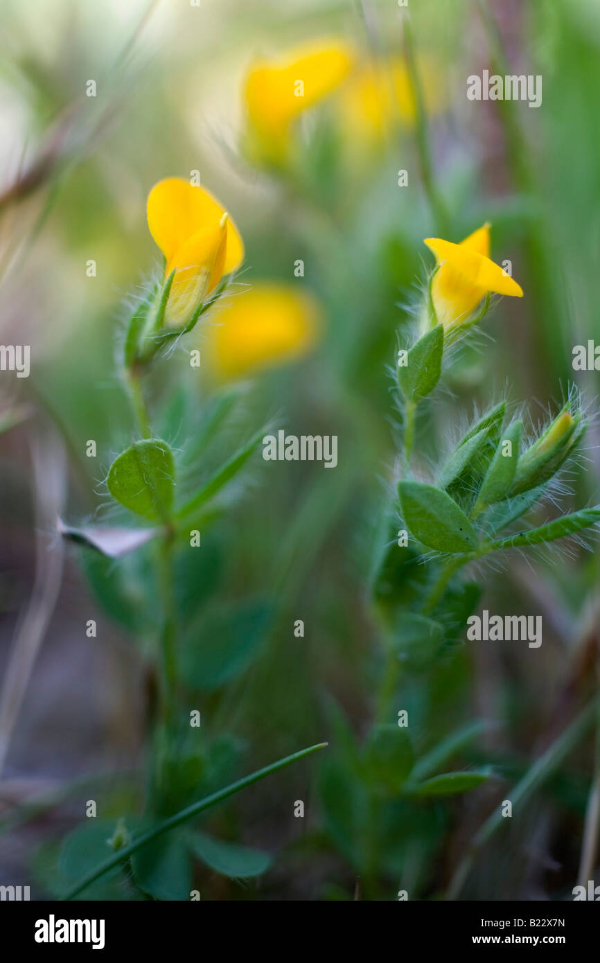 hairy birdsfoot trefoil Lotus subbiflorus isles of scilly Stock Photo ...