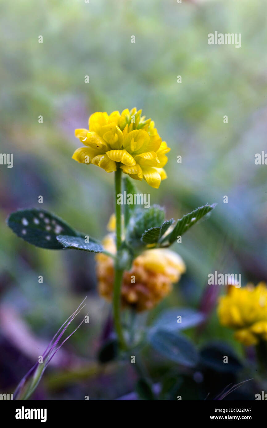 hop trefoil Trifolium campestre Stock Photo - Alamy