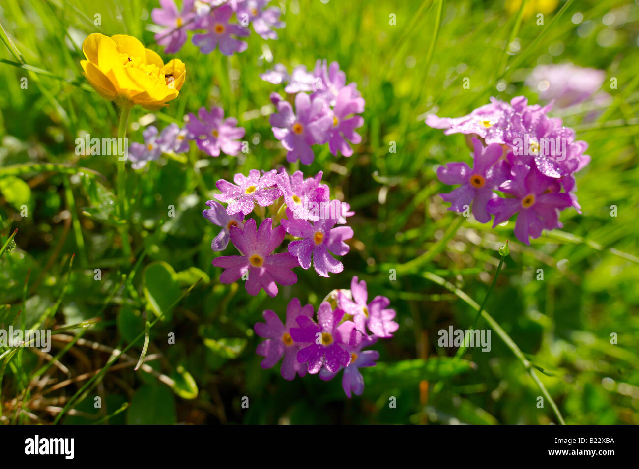 Alpine Birdseye Primrose ( Primula Farinosa ) at 2600M on Bernese Alps ...