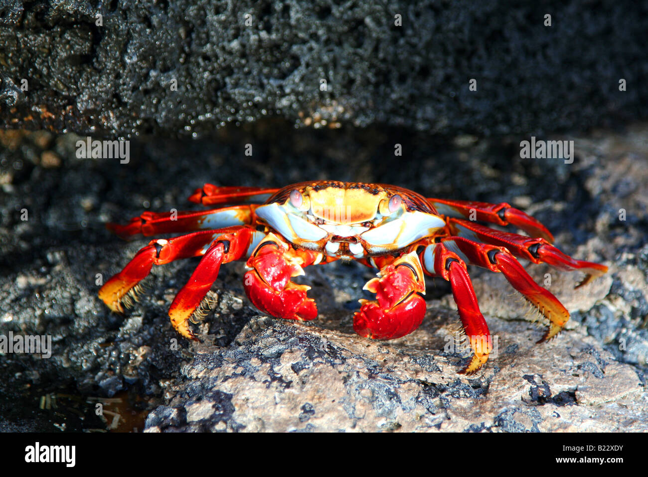 Sally Lightfoot Crab Galapagos Islands Stock Photo - Alamy