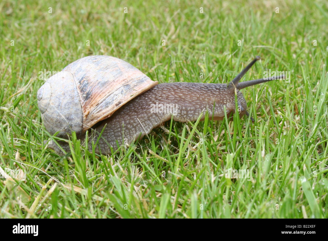 Helix aspersa aspersa hi-res stock photography and images - Alamy