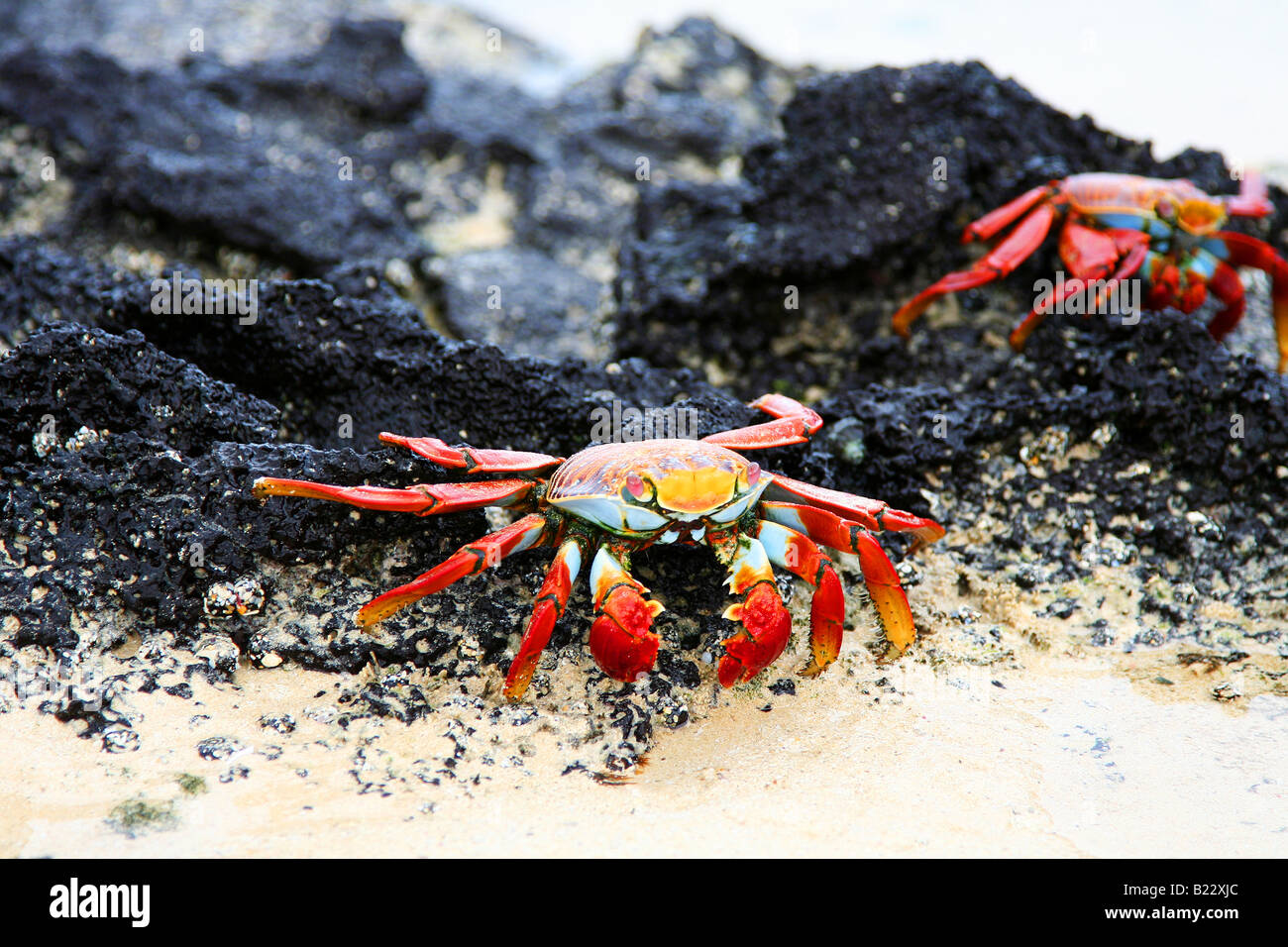 Sally lightfoot hi-res stock photography and images - Alamy