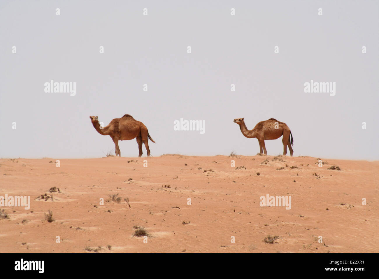 Camels on the horizon, Wahiba Sands, Sultanate of Oman Stock Photo - Alamy