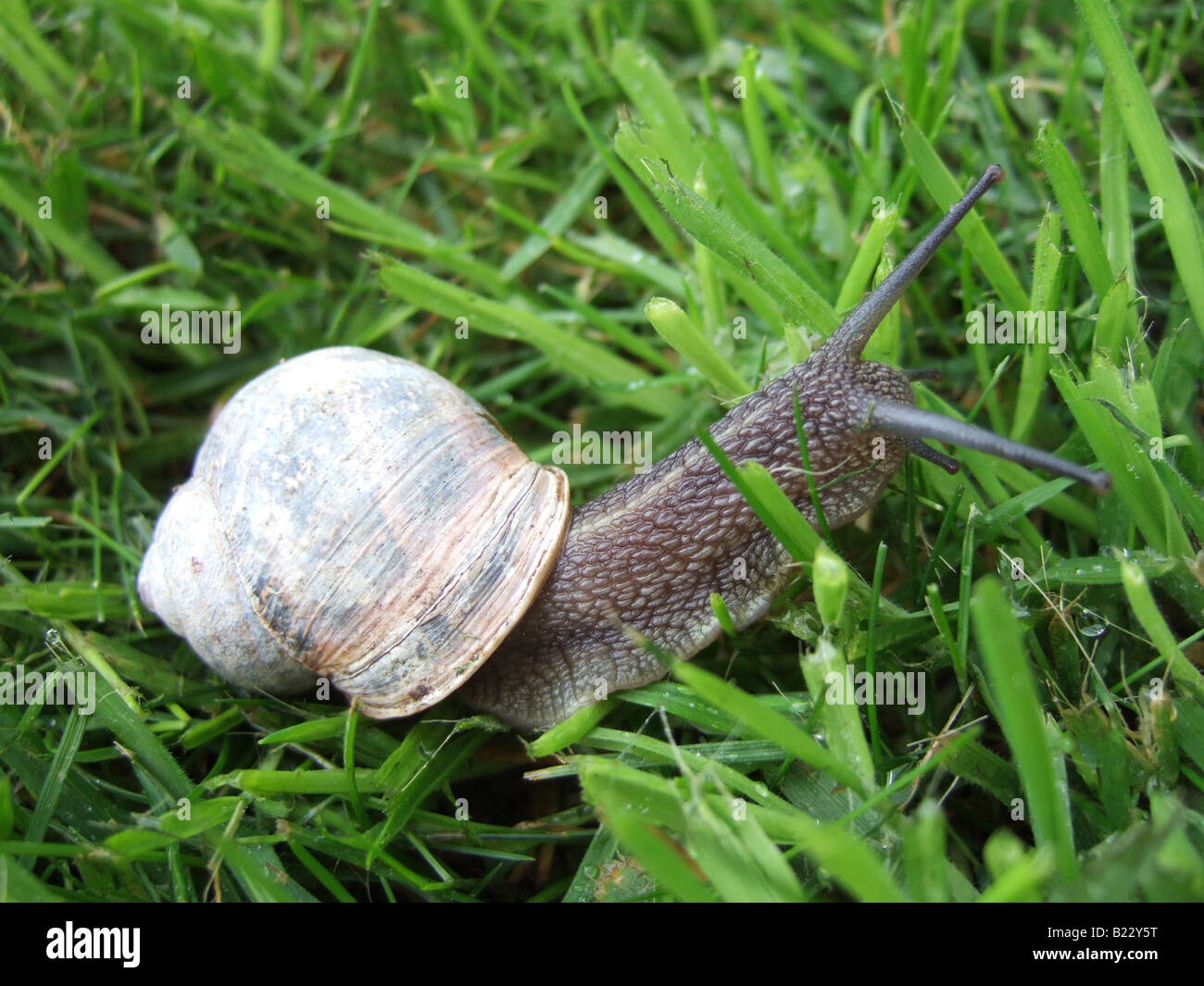 Common or Garden Snail Helix aspersa Stock Photo - Alamy