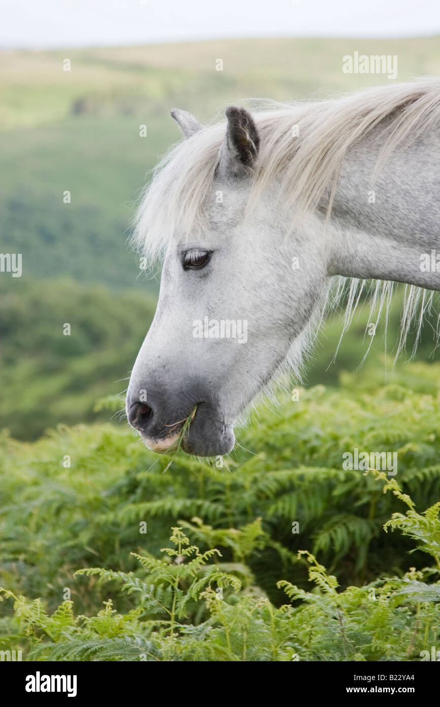Pony horse eating hi-res stock photography and images - Alamy