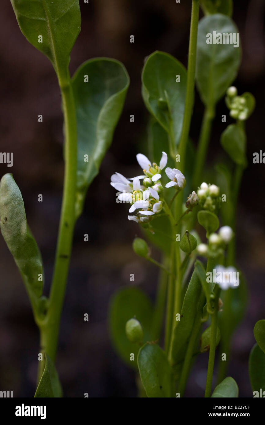brookweed Samolus valerandi Stock Photo - Alamy