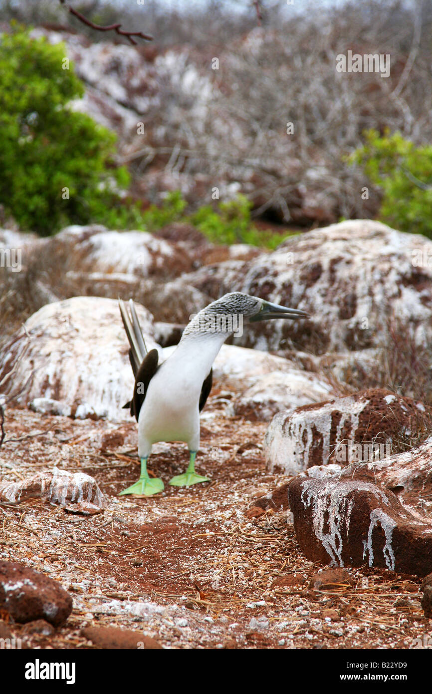 Green Footed Booby Red Footed Booby | Tetiaroa Society