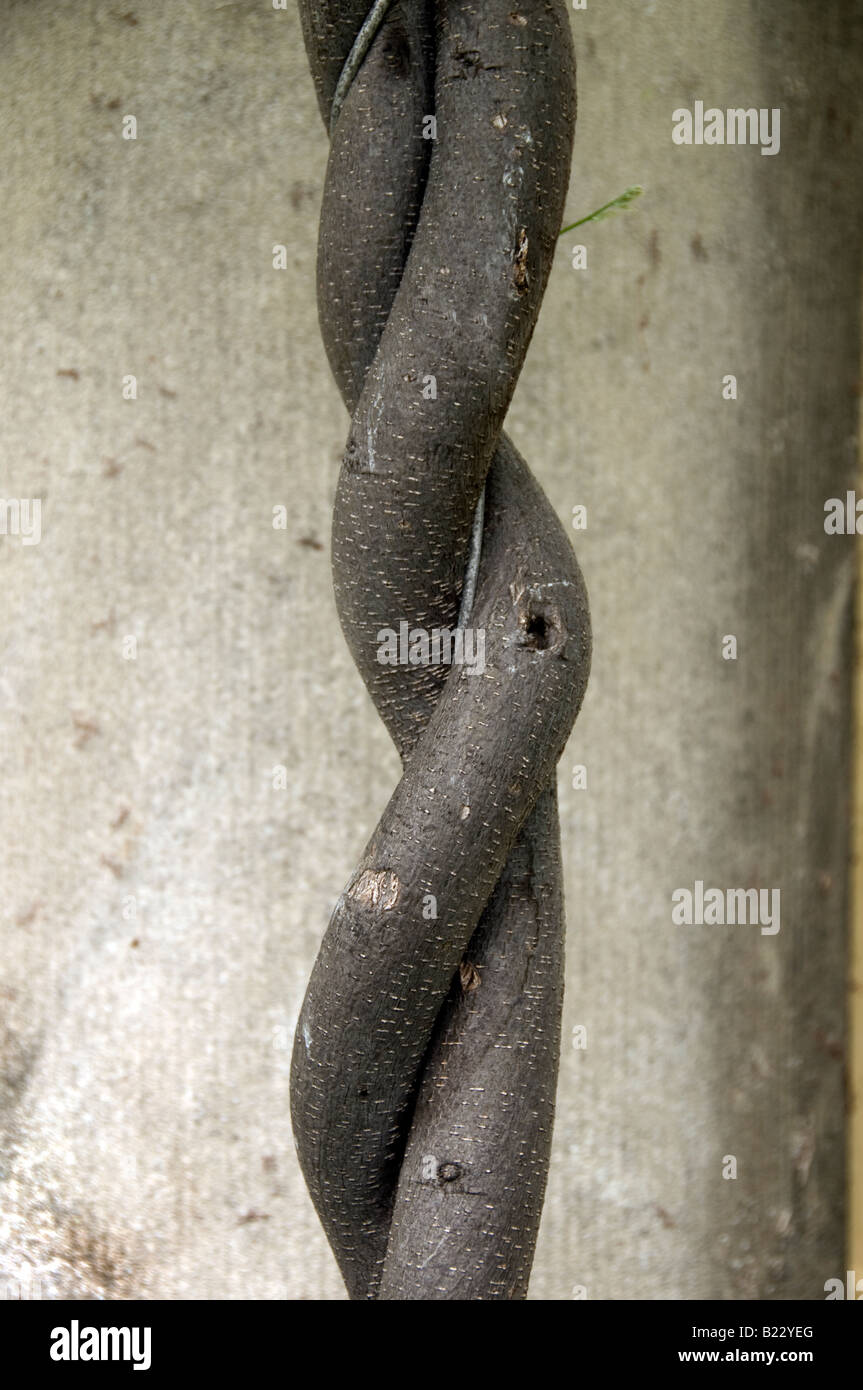 Twisted Vines High Resolution Stock Photography and Images - Alamy
