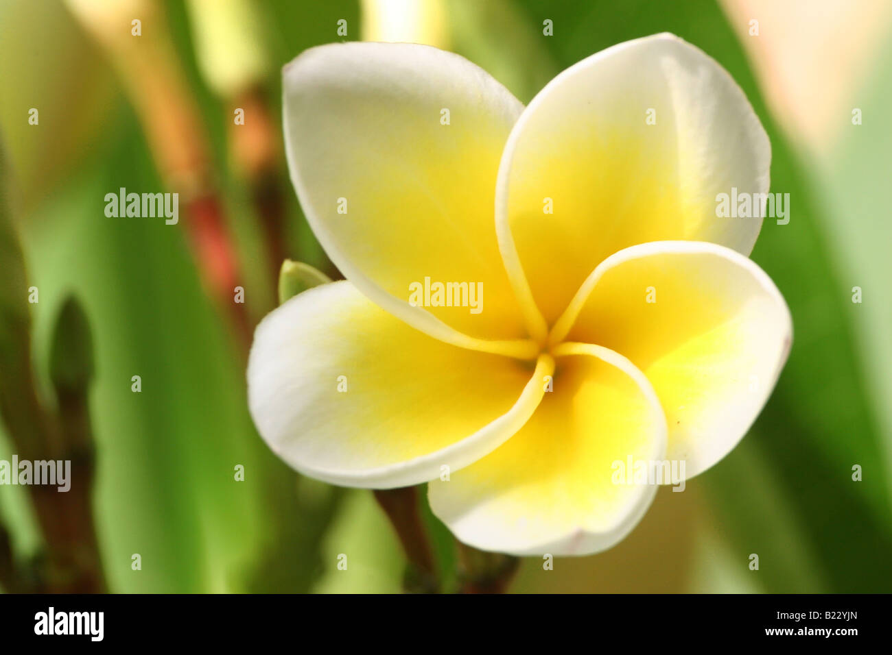 A yellow frangipani flower grows in India. Commonly associated with ...