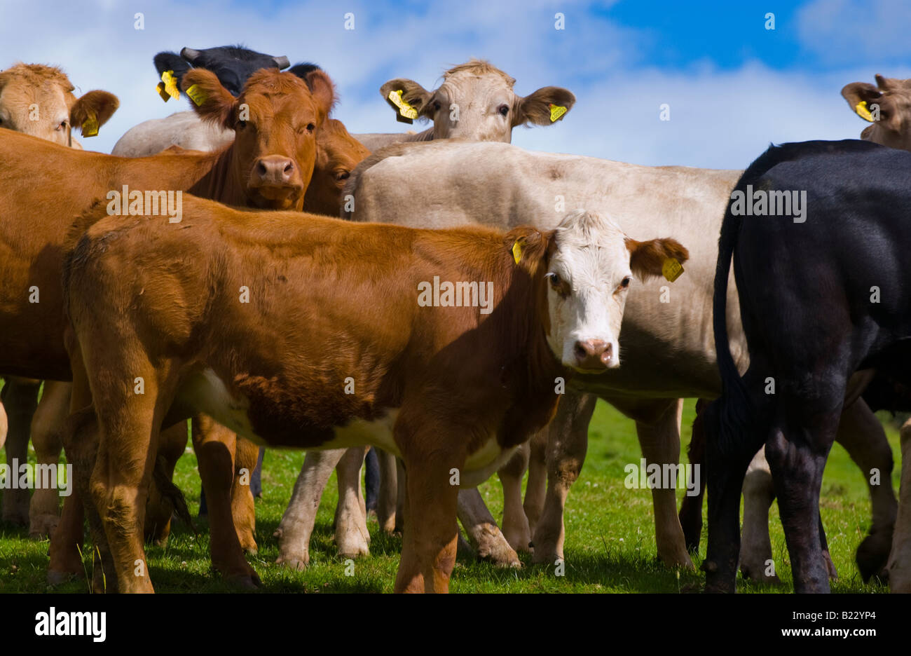 Farming beef hi-res stock photography and images - Alamy