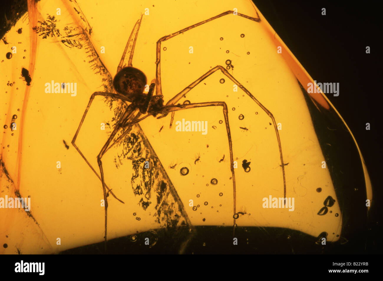 Fossil resin hi-res stock photography and images - Alamy