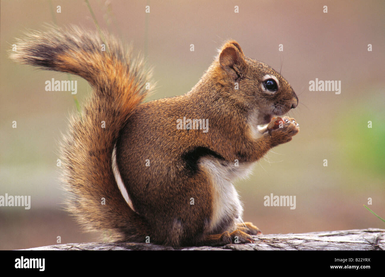 Alaska red squirrel hi-res stock photography and images - Alamy
