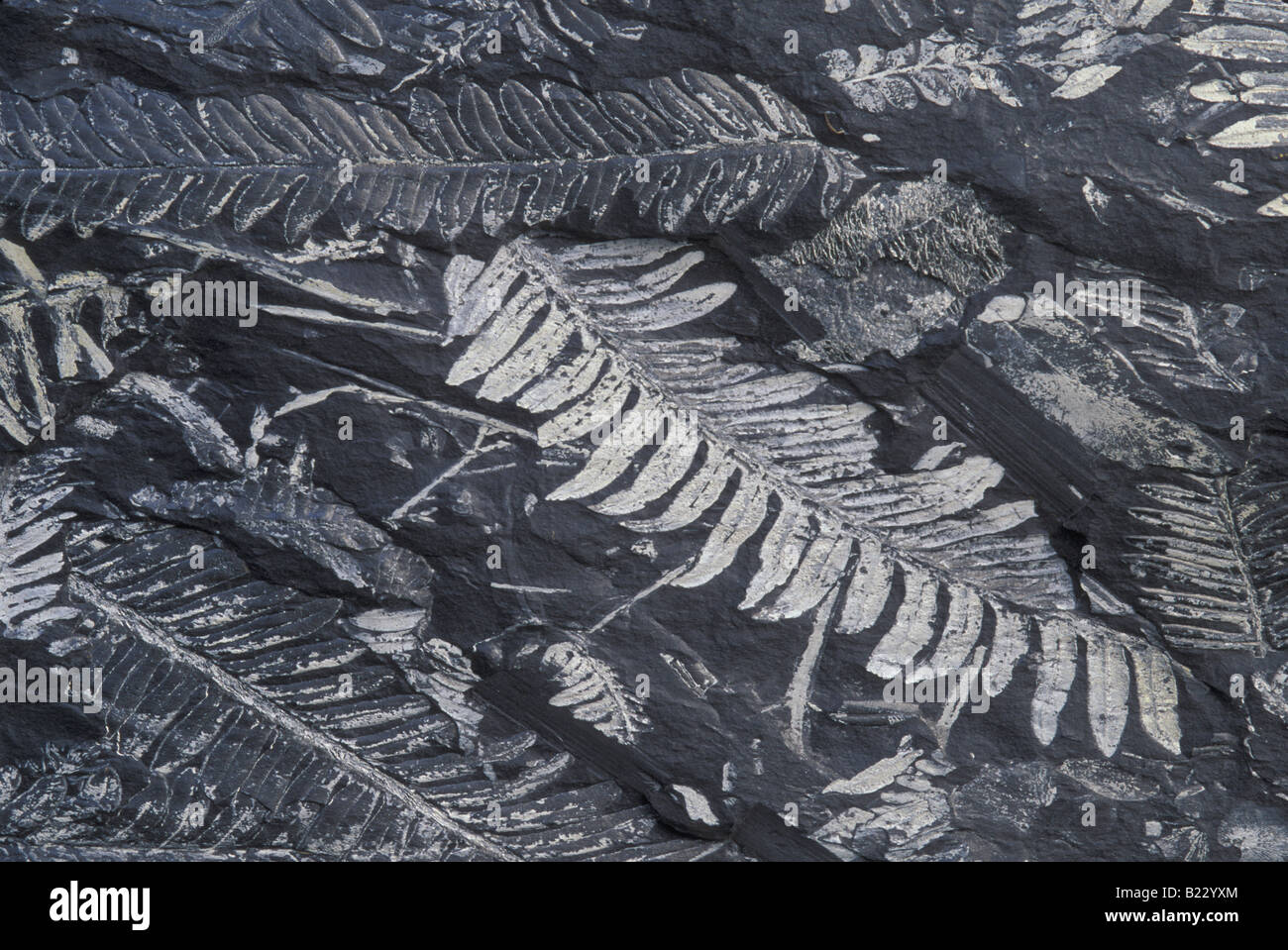 Mold cast fossil hi-res stock photography and images - Alamy