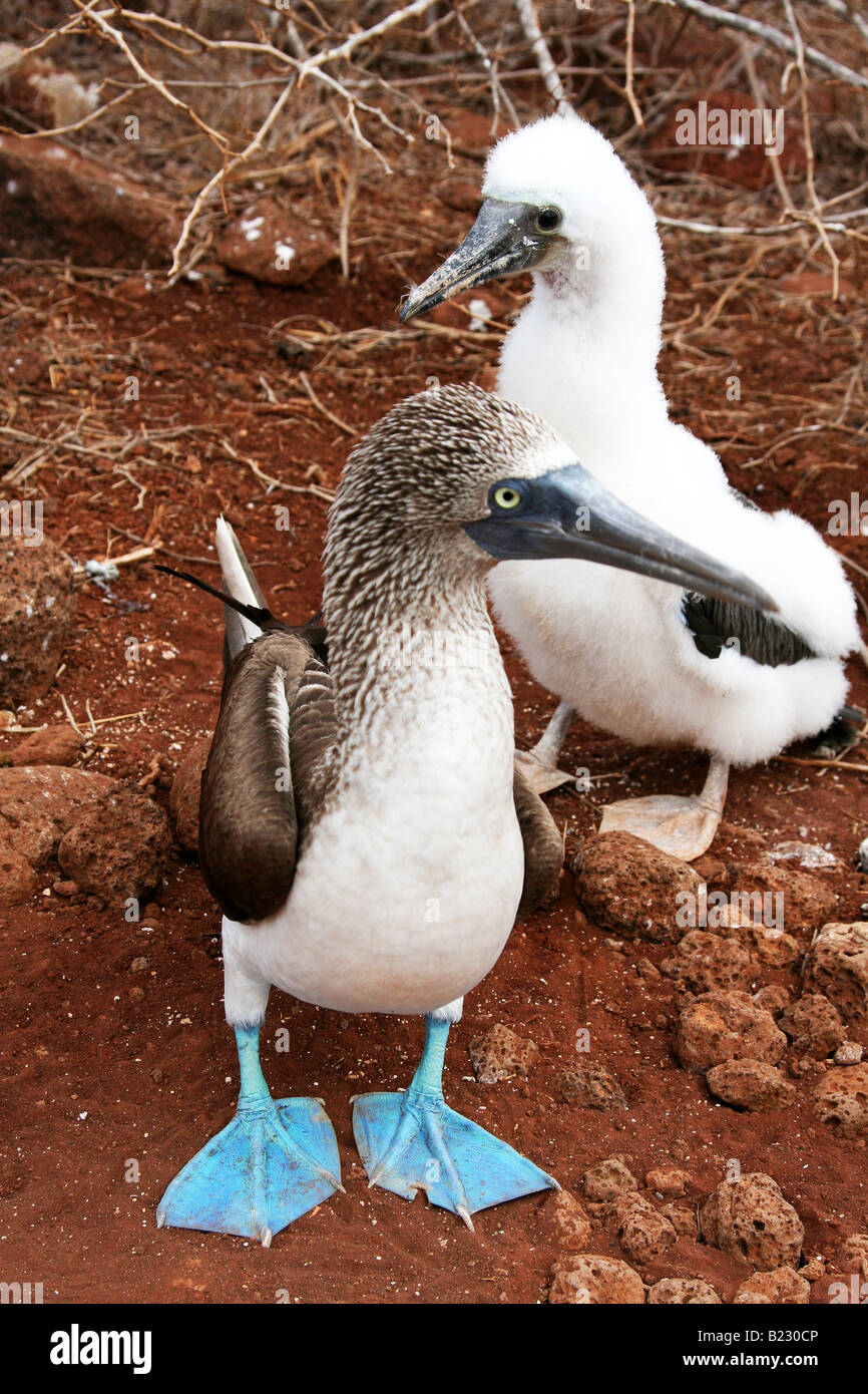 Blue Footed Booby with baby Stock Photo - Alamy