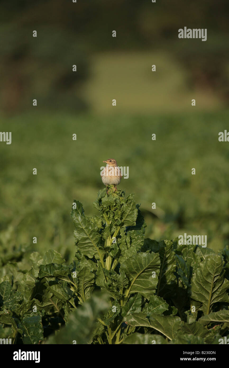 Skylark sitting on a sugar beet bolter Stock Photo - Alamy