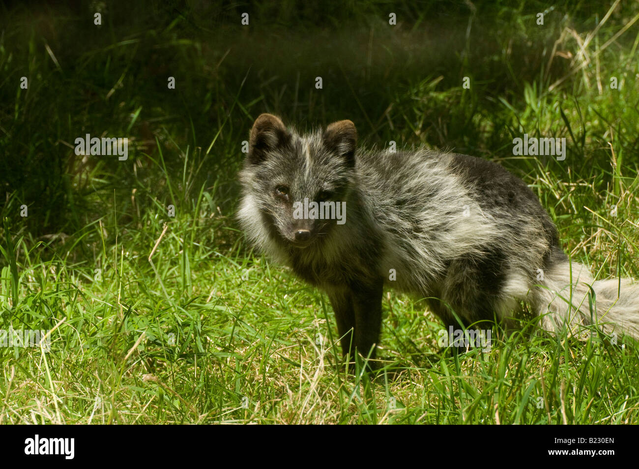 Arctic fox, observing an observer Stock Photo - Alamy