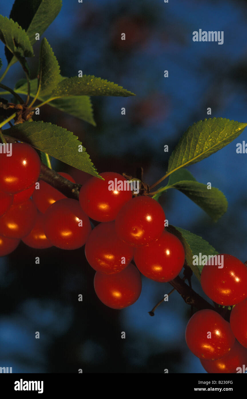 Cherry orchard usa hi-res stock photography and images - Alamy