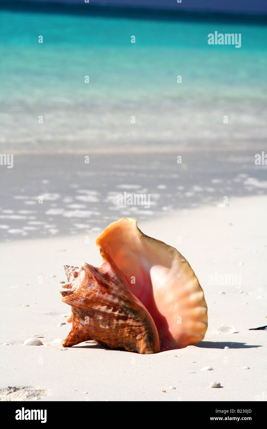 Seashells by the seashore Stock Photo - Alamy