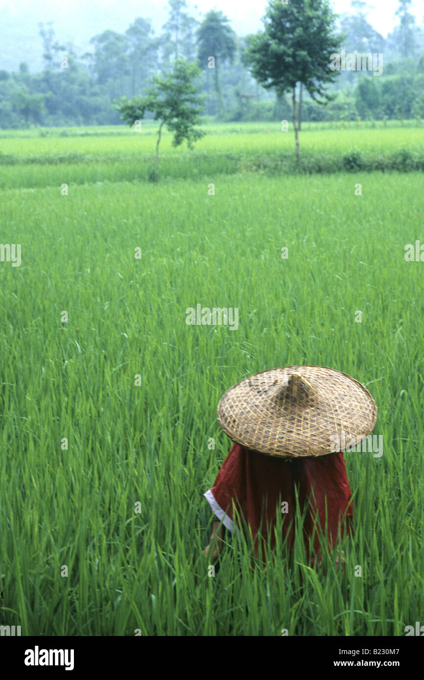 Straw hat in rice paddy, China Stock Photo - Alamy