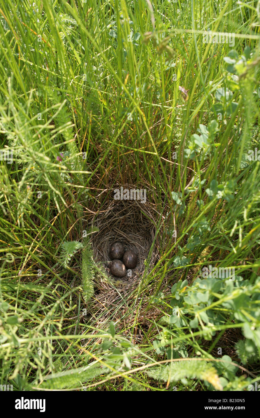 Skylark nest in an ELS border Stock Photo - Alamy