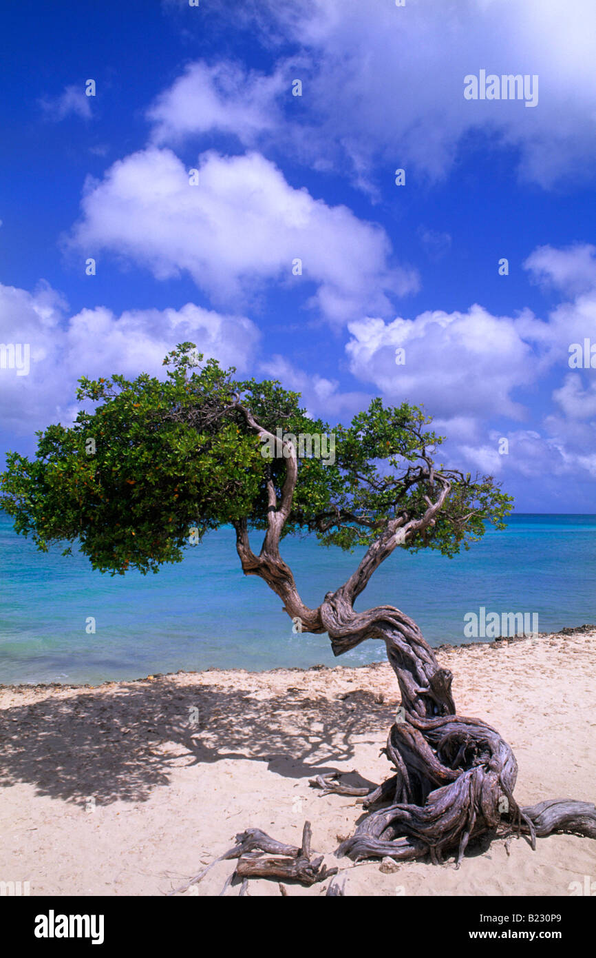 Tree on the beach, Aruba Stock Photo - Alamy