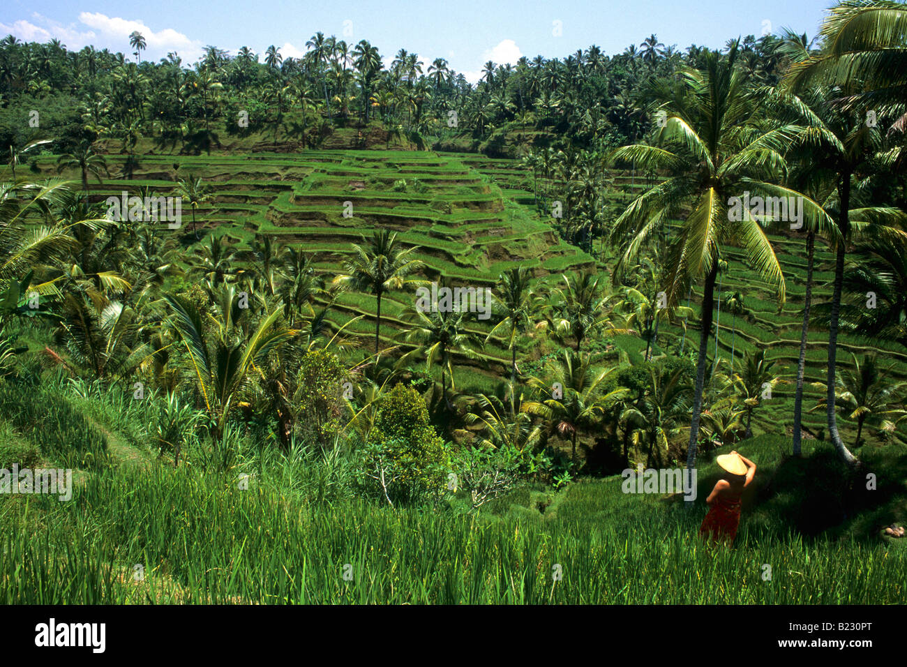 Palm trees in field, Lesser Sunda Islands, Bali, Indonesia Stock Photo ...