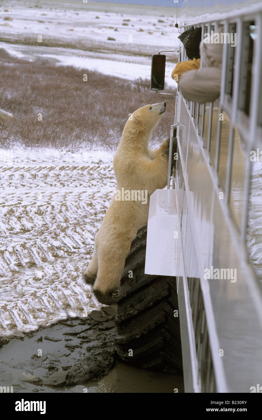 Tourists looking at polar bear through window of vehicle, Cape ...