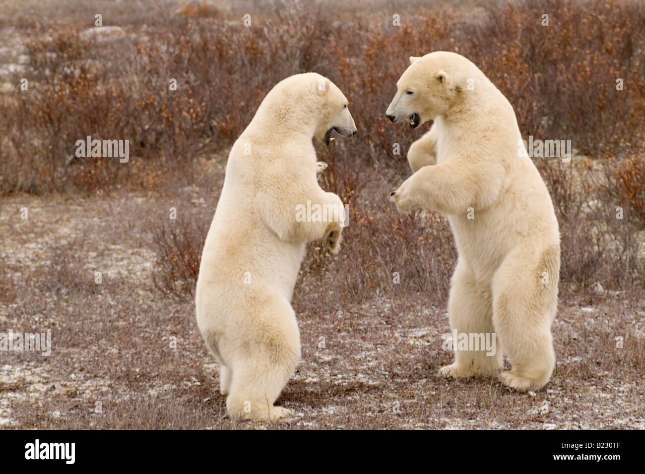 Two polar bears fighting in tundra, Cape Churchill, Canada Stock Photo ...