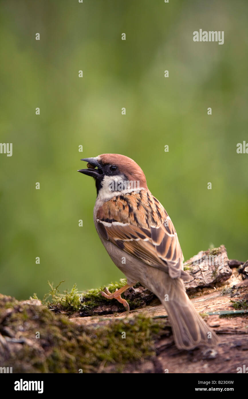 Tree sparrow eating hi-res stock photography and images - Alamy
