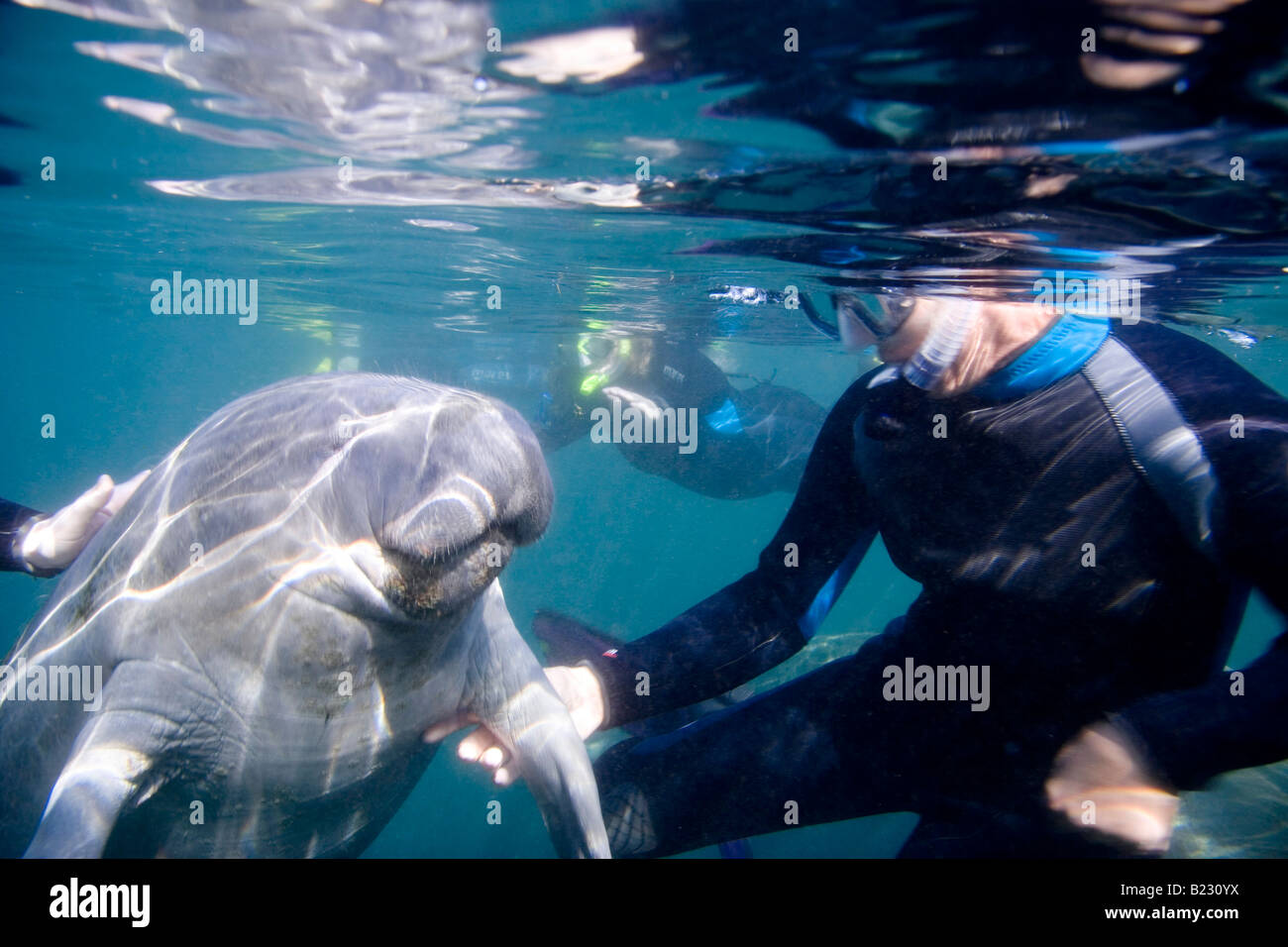 Two scuba divers touching sea cow underwater Stock Photo - Alamy