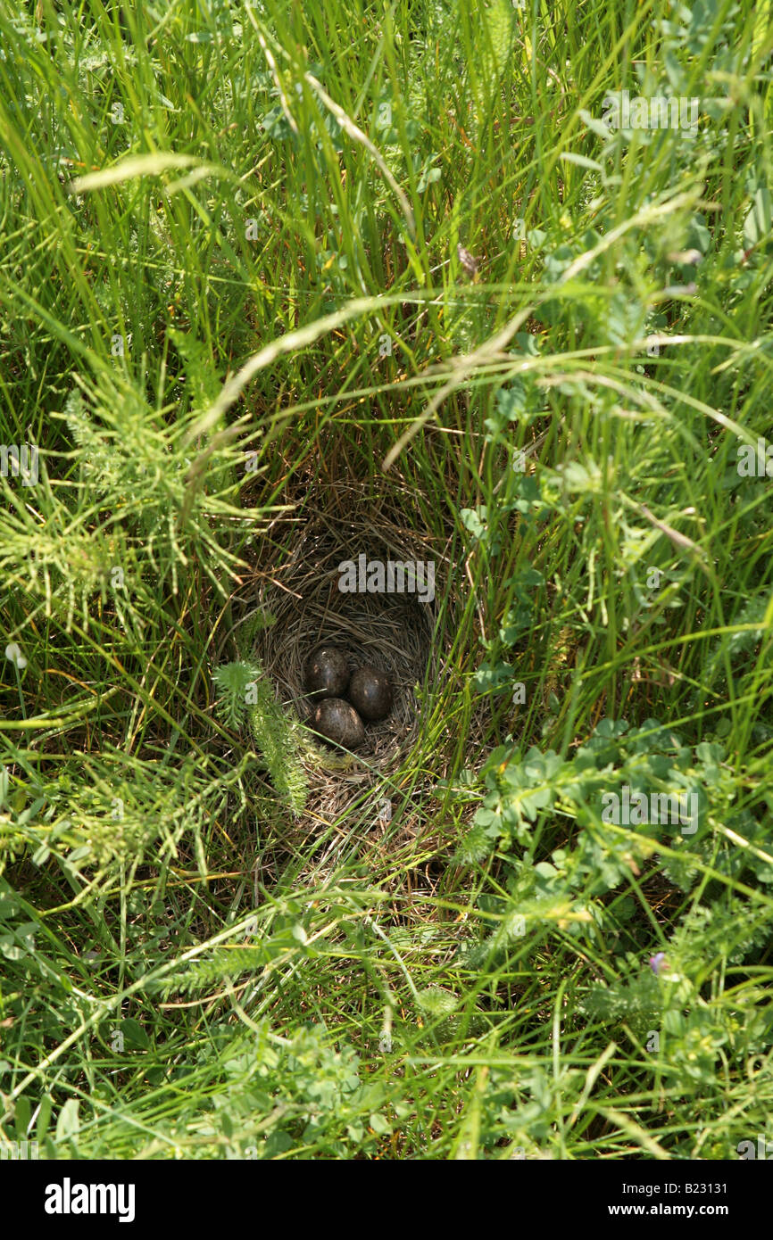 Skylark nest in an ELS border Stock Photo - Alamy