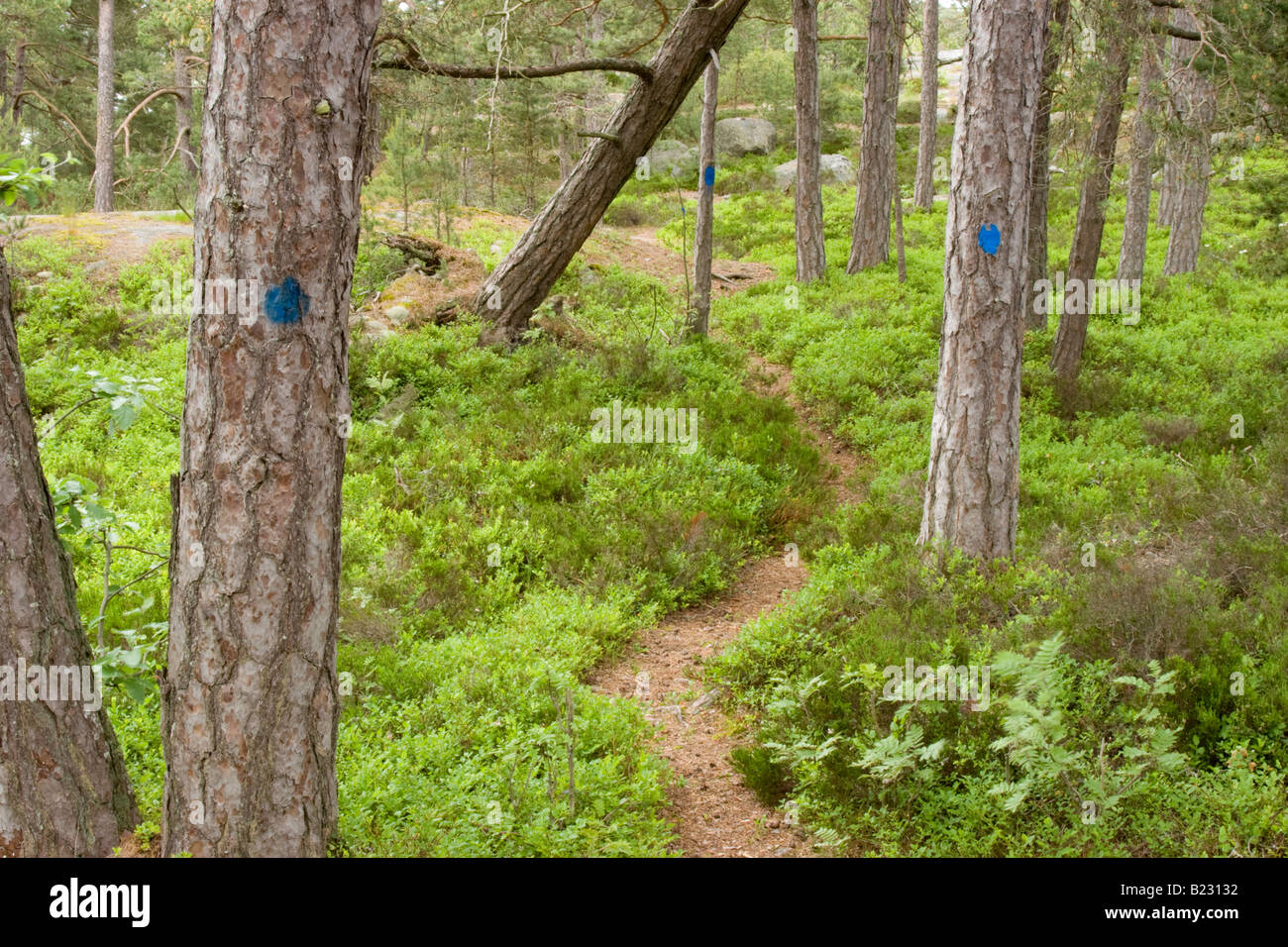 Footpath in forest Stock Photo - Alamy