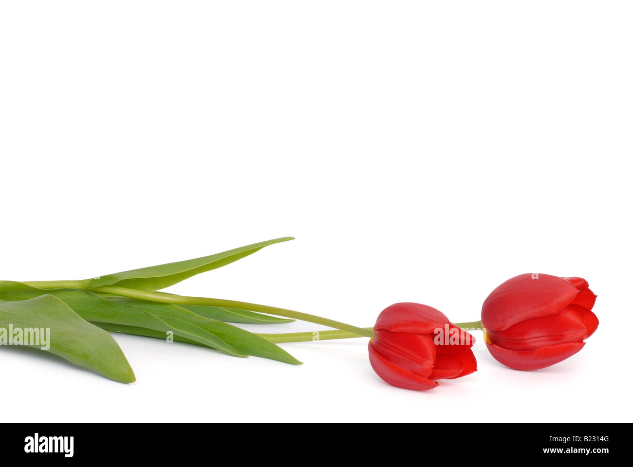 Red tulips background in Cut Out Stock Images & Pictures - Alamy