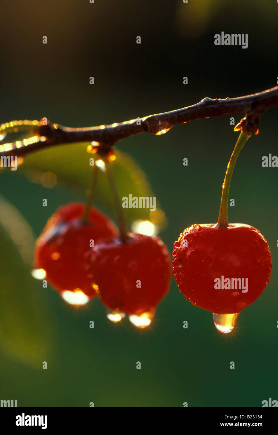 Cherry orchard usa hi-res stock photography and images - Alamy