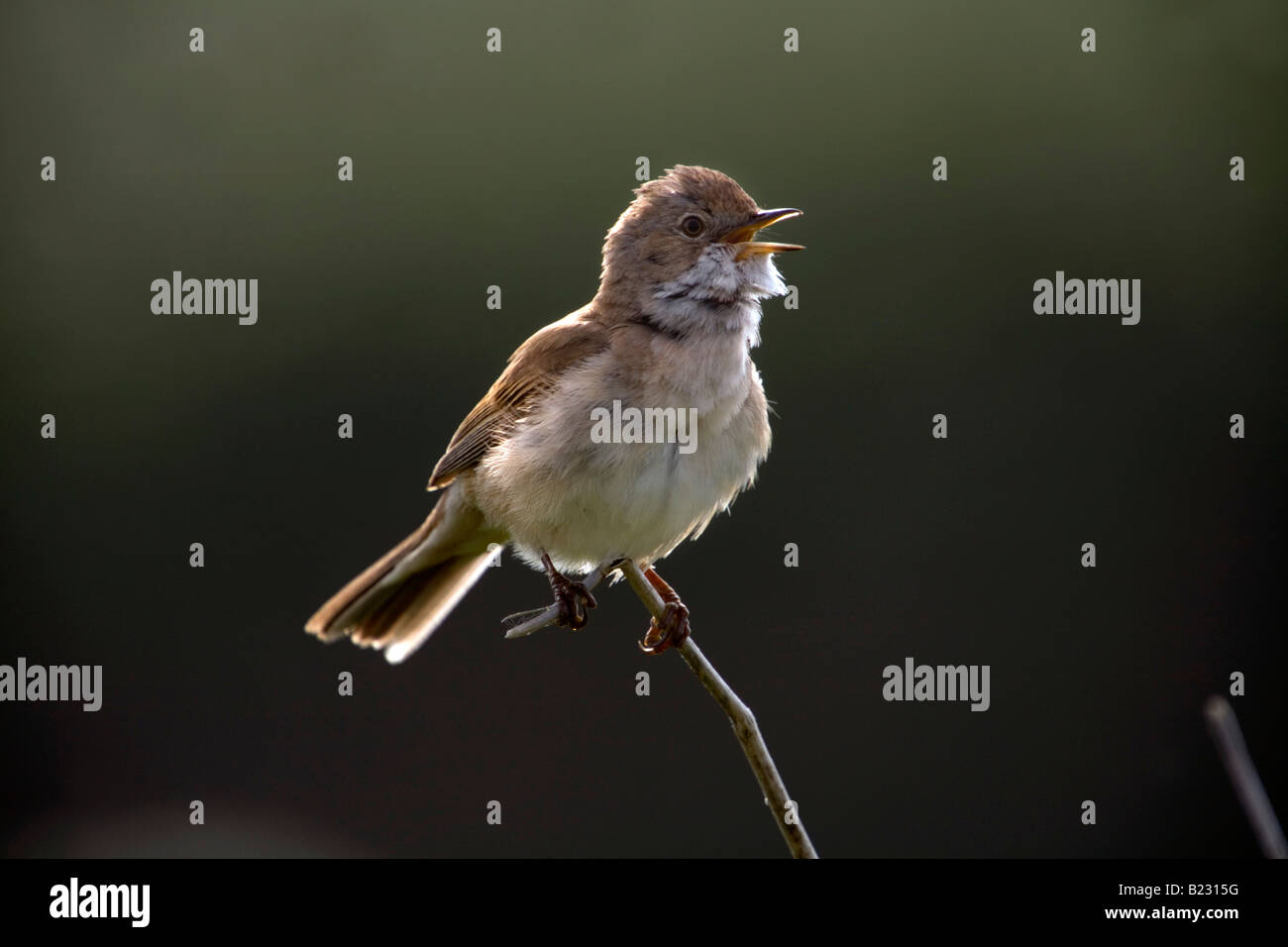 whitethroat Sylvia communis male singing cornwall Stock Photo - Alamy