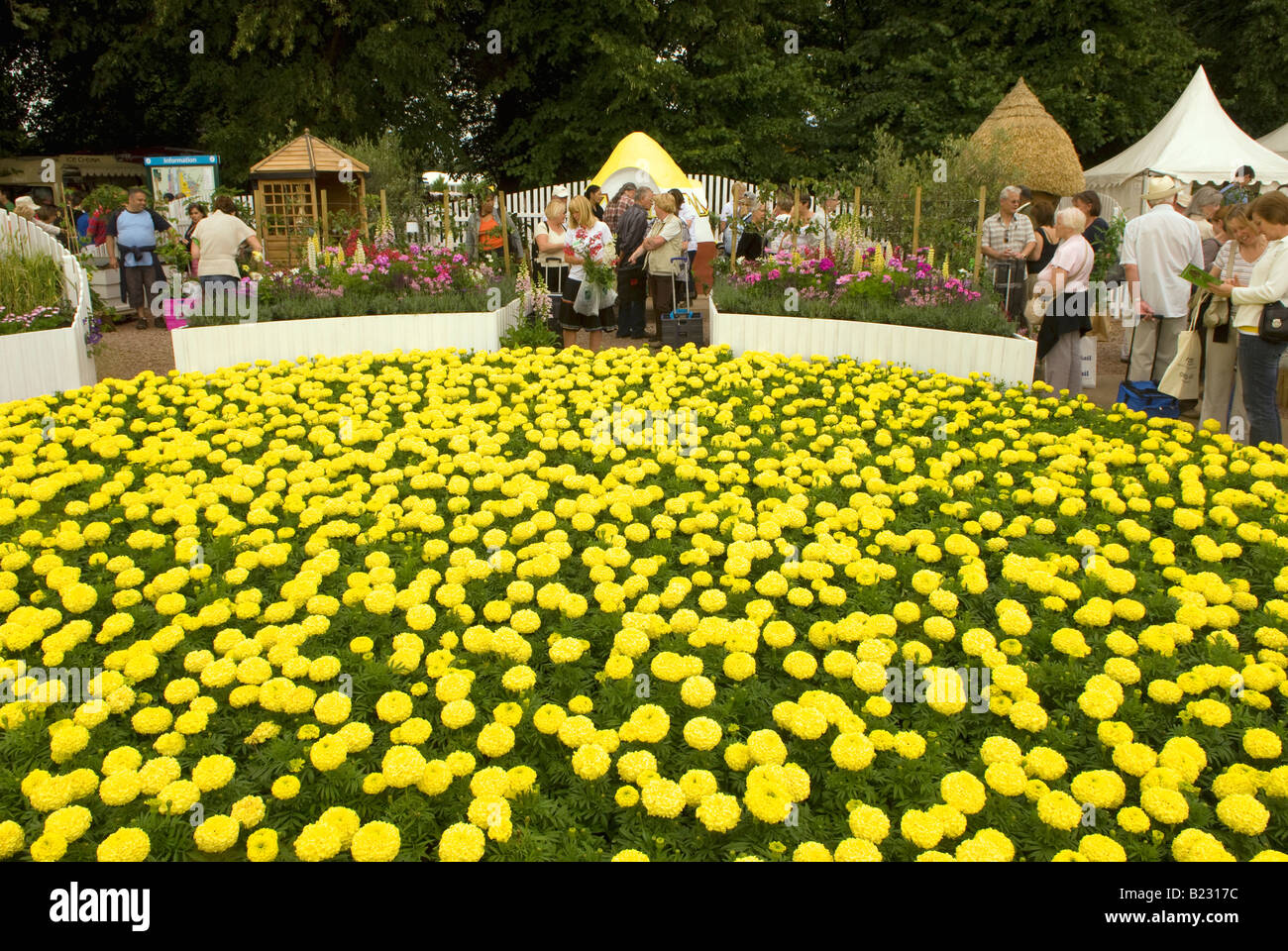 Display of African Marigolds Tagates aka American Yellow Hampton Court ...