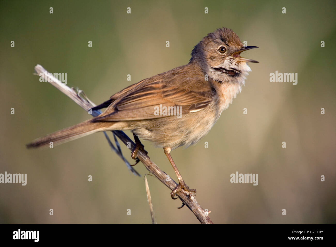 whitethroat Sylvia communis male singing cornwall Stock Photo - Alamy