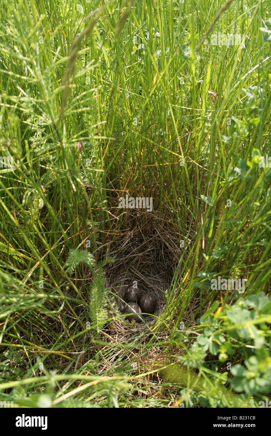Skylark nest in an ELS border Stock Photo - Alamy