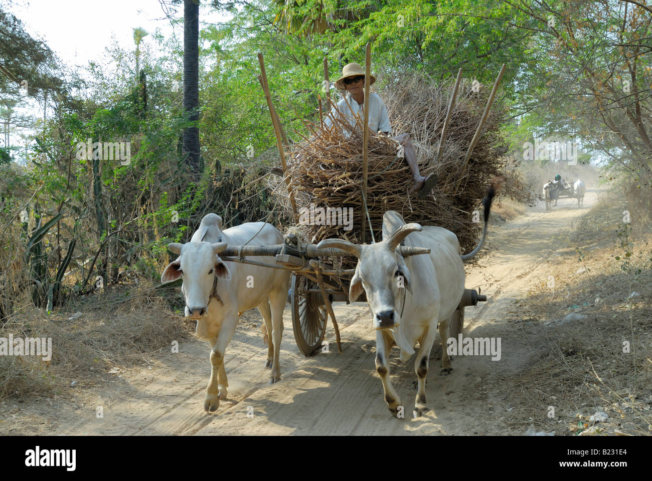 Driving ox cart hi-res stock photography and images - Alamy