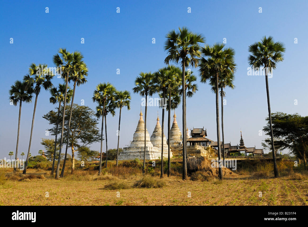 Palm trees in front of stupas, Min-O-Chantha, Bagan, Myanmar Stock ...