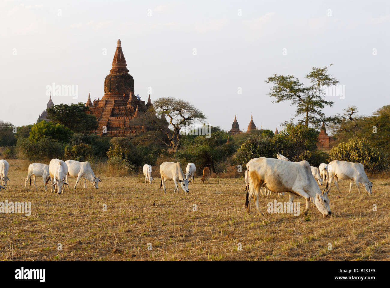 Herd of cows grazing in field, Pagan, Myanmar Stock Photo - Alamy